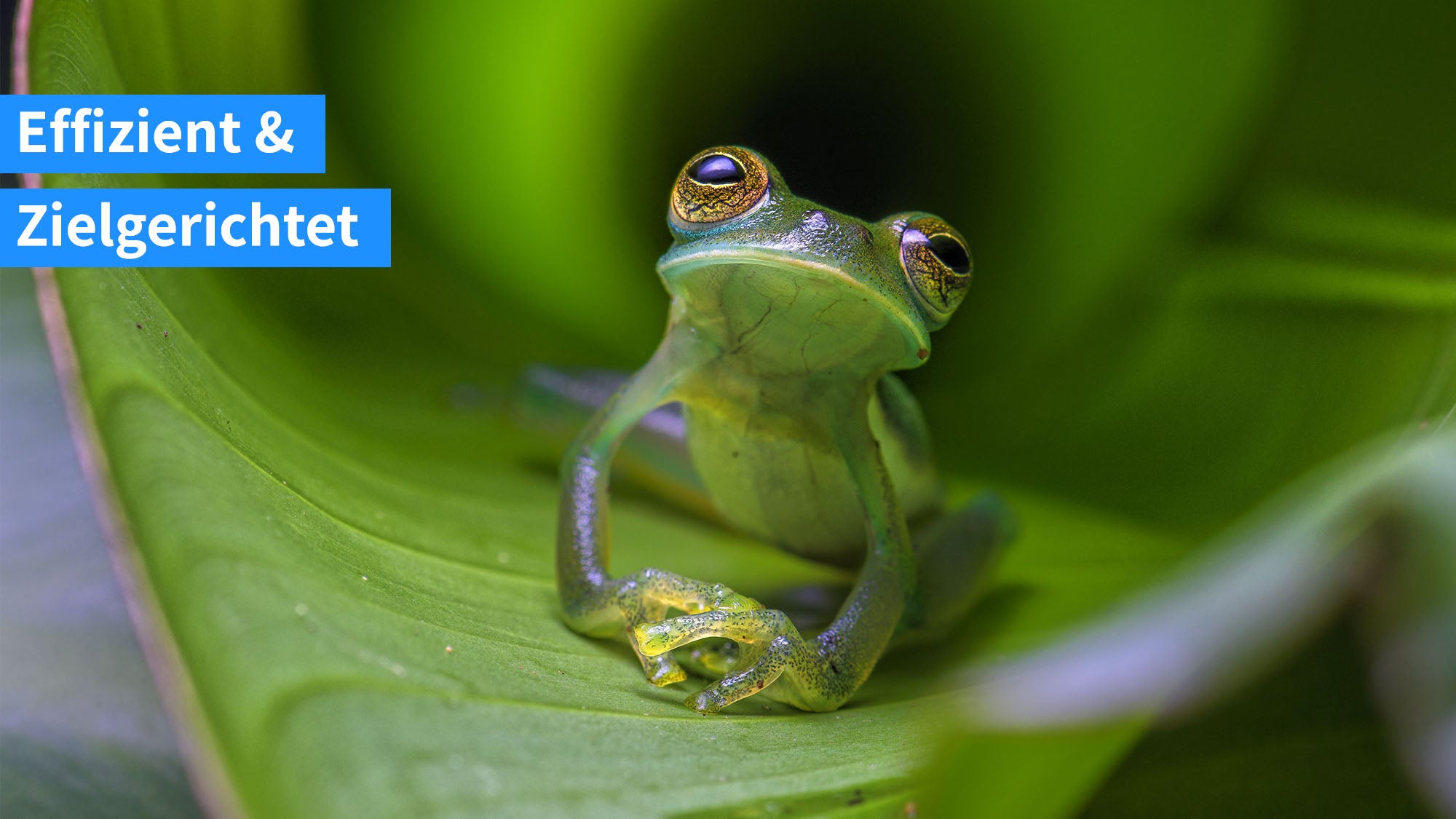 Die "Eat the Frog" Methode für maximale Produktivität! – BEASTED