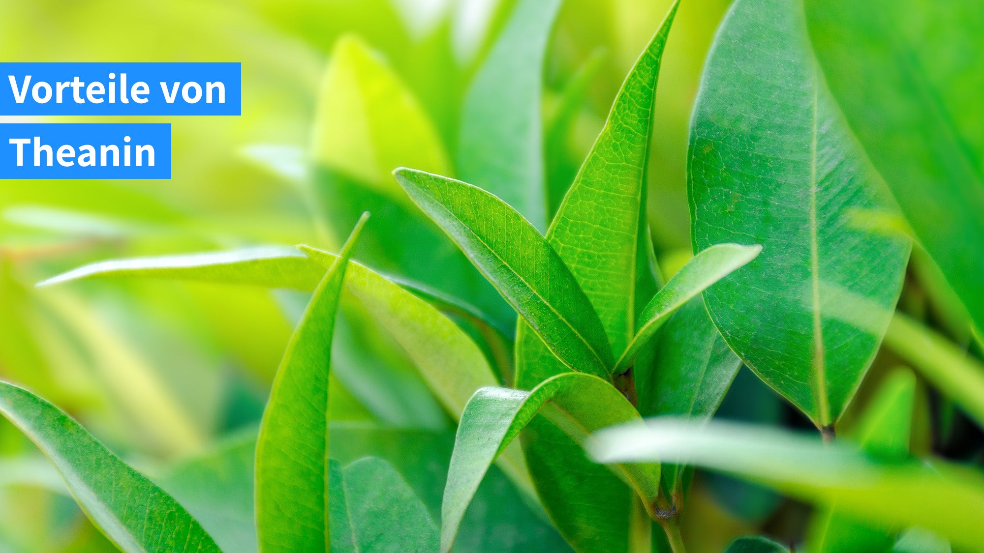Alles, was du über Theanin wissen musst – BEASTED